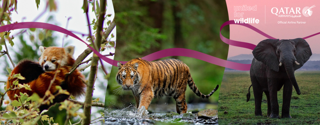 Qatar Airways announced as United for Wildlife's Official Airline ...